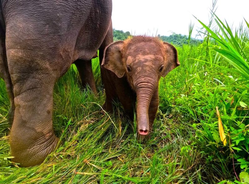 From Chiang Mai: Chiang Mai Elephant Care Morning Program - Authentic Encounters & Review Highlights