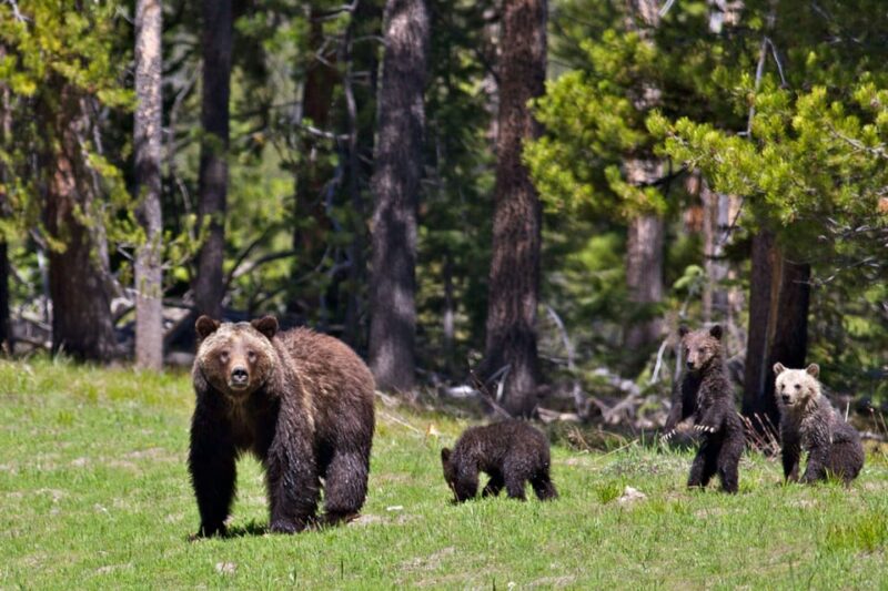 From Jackson: Grand Teton Sunset and Sightseeing Tour - FAQ
