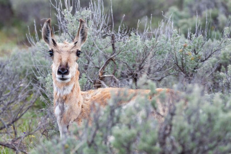 From Jackson Hole: Half-Day Grand Teton Wildlife Tour - What Travelers Say
