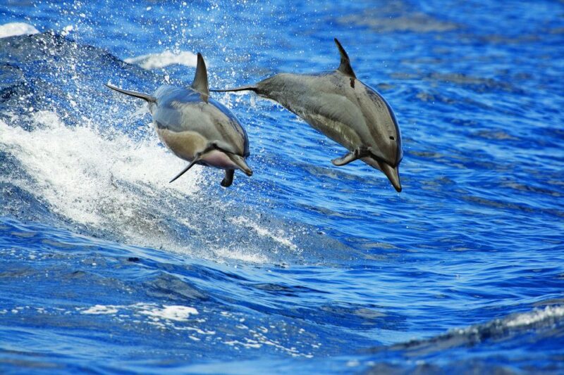 From Kona: Honokohau Sunset Boat Trip with Drinks and Snacks - The Experience Itself: What You Can Expect