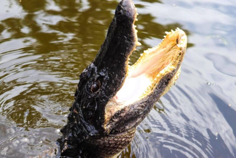 From Lafitte: Swamp Tours South of New Orleans by Airboat - Final Thoughts