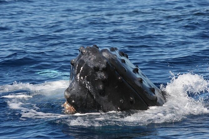 From Ma'alaea Harbor: Sunset Whale Watch Tour Aboard the Malolo - Frequently Asked Questions