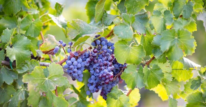 From Orosei: Archaeology, Wine Tasting & Landscapes Tour - Discover the Su Barone Nature Reserve