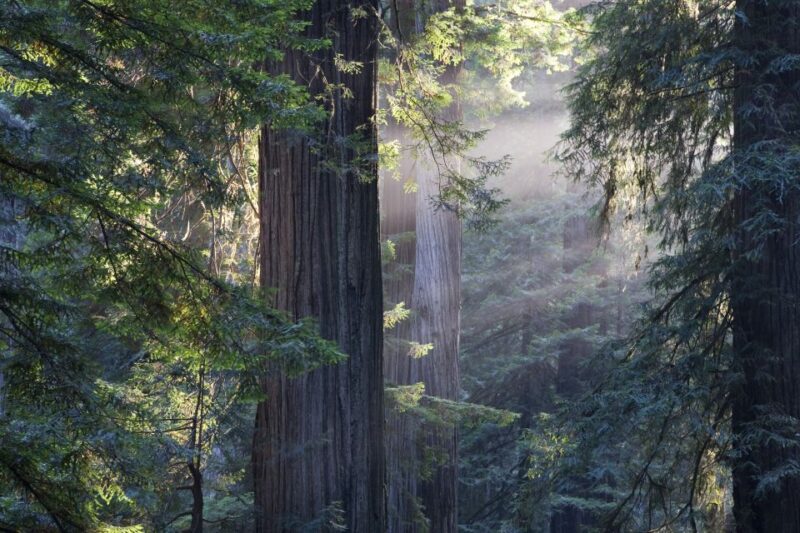 From San Francisco: Muir Woods, Sausalito and Alcatraz Tour - Who Should Consider This Tour?