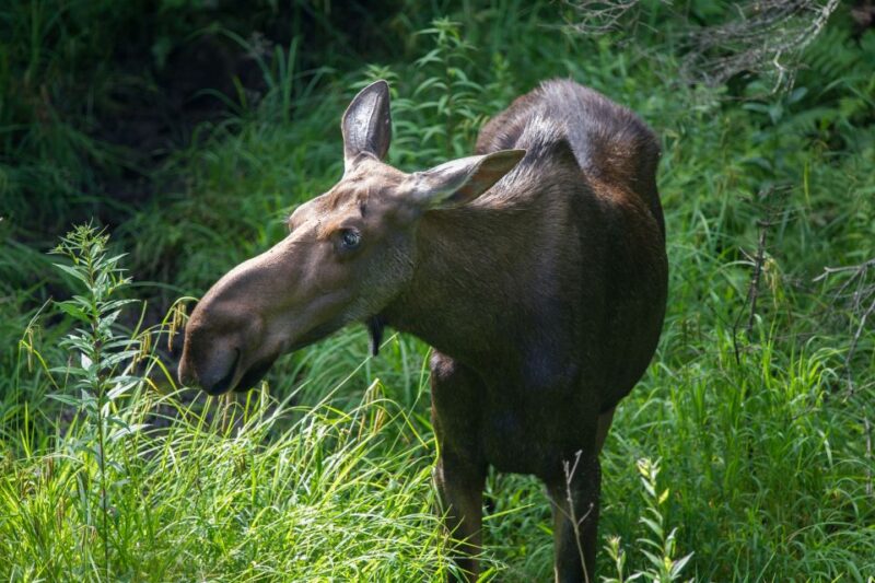 From Skagway: White Pass Summit Guided Bus Tour - Why You Should Consider This Tour