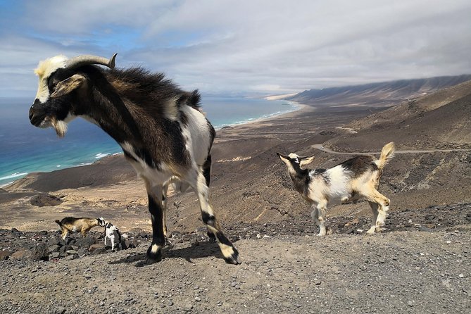 Fuerteventura: Cofete Beach and "Villa Winter" VIP Tour - The Sum Up