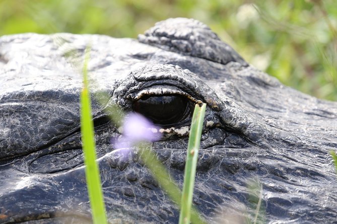 Full-Day Kayak Adventure in the Everglades - Frequently Asked Questions