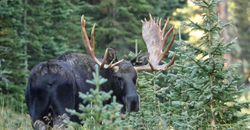 Full-Day RMNP Over the Top Tour - RMNPhotographer - Frequently Asked Questions