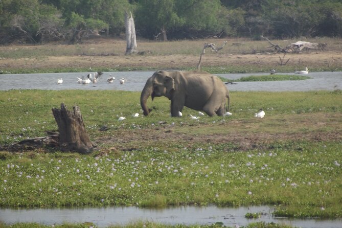 Full Day Safari ( The Best for Leopards ) in Yala - Practical Tips for Your Safari Day