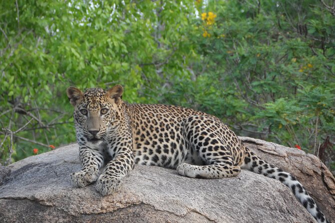 Full Day Safari Tour in Yala National Park - The Itinerary: What to Expect