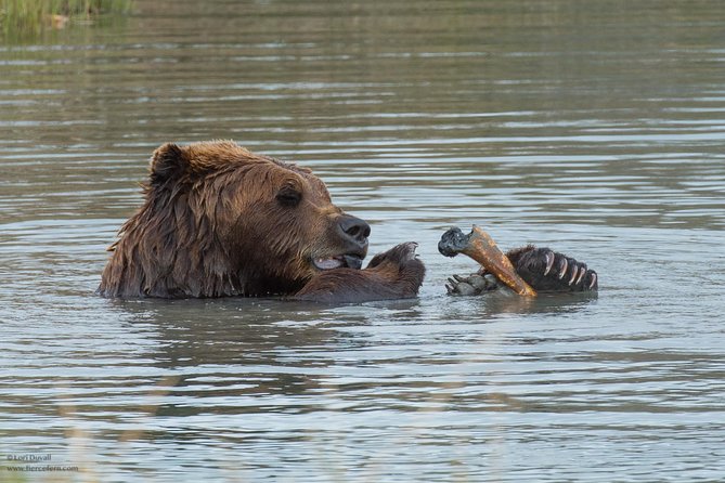 Glaciers and Wildlife: Super Scenic Day Tour from Anchorage - FAQs