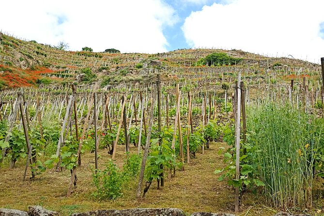 Guided Day Tour and Wine Tasting Northern Rhône Valley - Local Cuisine and Dining