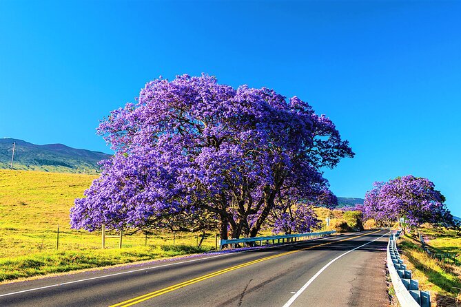 Haleakala Express Self-Guided Bike Tour with Bike Maui - Final Thoughts: Is This Tour Worth It?