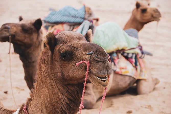 Half Day Desert Safari Jaisalmer - Why You Should Consider This Tour