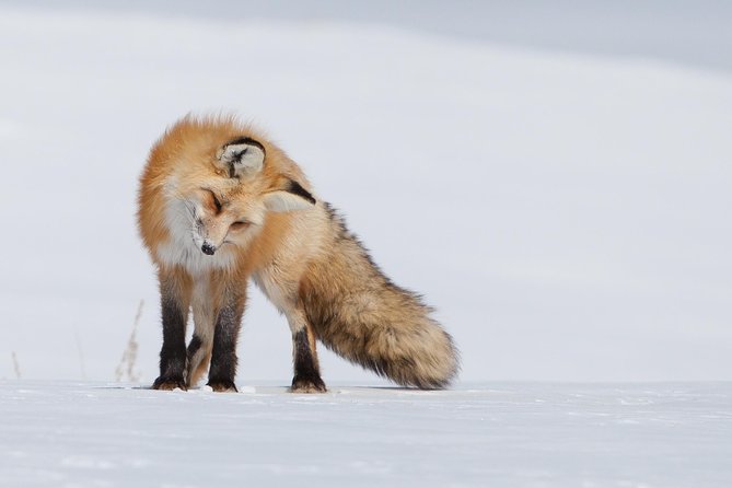 Half-Day Grand Teton Wildlife Private Safari Tour - Pickup Information