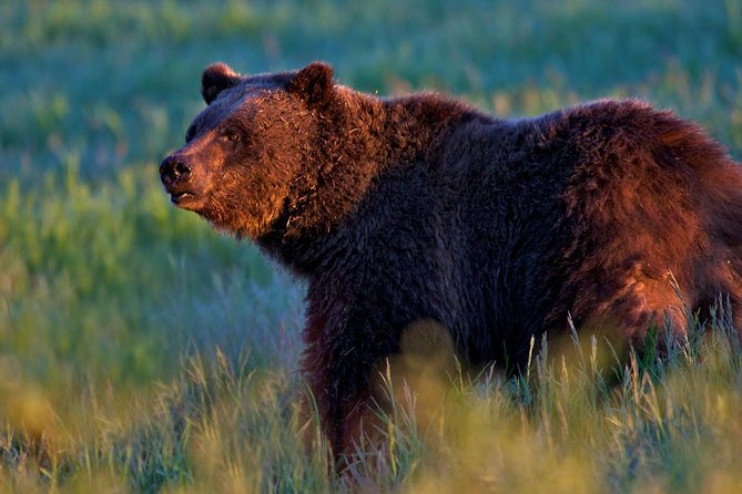 Half Day Group Sunrise Wildlife Safari - Tour Highlights and Recommendations
