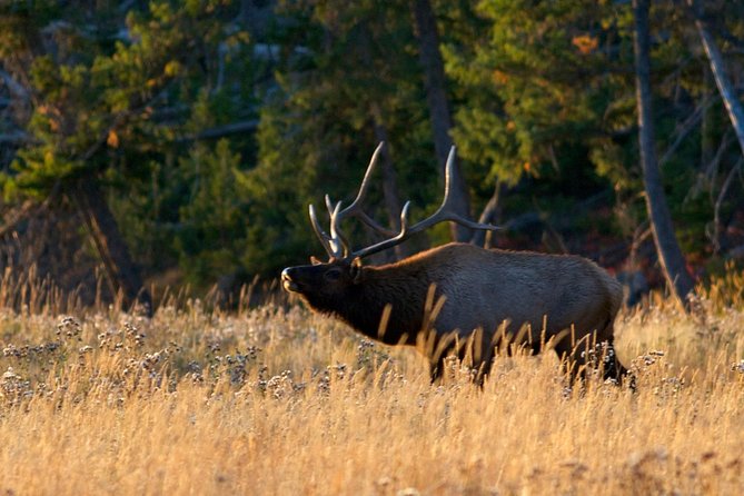 Half Day Group Sunset Wildlife Safari - Tour Logistics and Inclusions