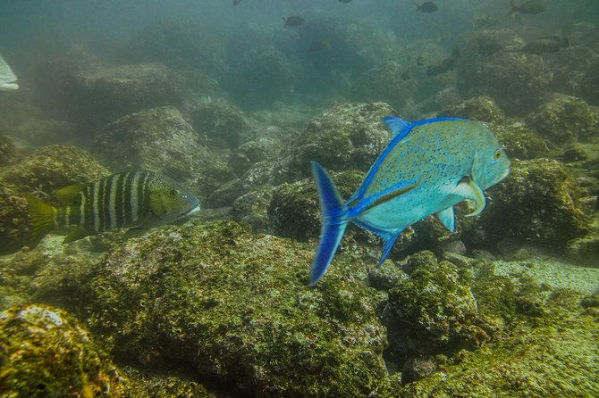 Half-Day Snorkeling Experience in Tamarindo - Inclusions and What to Bring