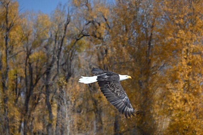 Half-Day Traditional Driftboat Fly Fishing at Jackson Hole - FAQs About the Half-Day Driftboat Fly Fishing at Jackson Hole