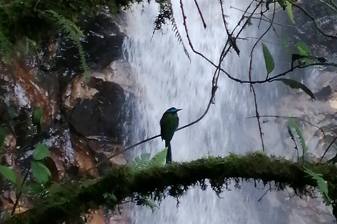 Half Day Waterfall Tour From Medellin - Tour Highlights