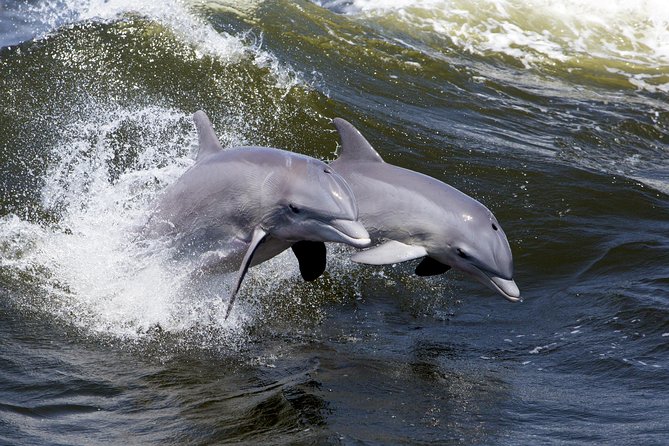 Hilton Head Sunset Dolphin Watching Cruise - Customer Feedback