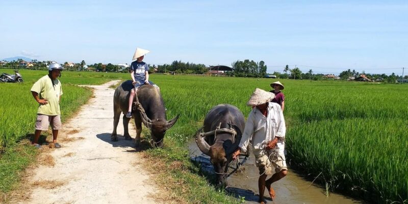 Hoi An : Eco Farming Bicycle Tour and Basket Boat Ride - Introduction: Why This Tour Might Be Your Perfect Day in Hoi An