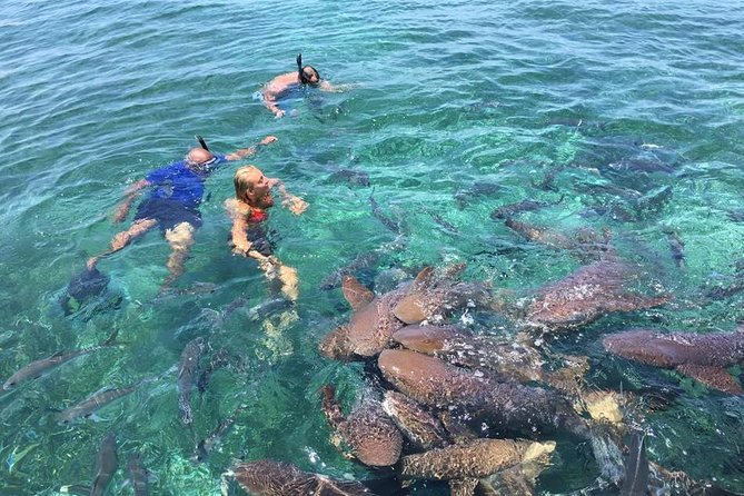 Hol Chan Marine Park and Shark Ray Alley Snorkeling - Snorkeling Activities