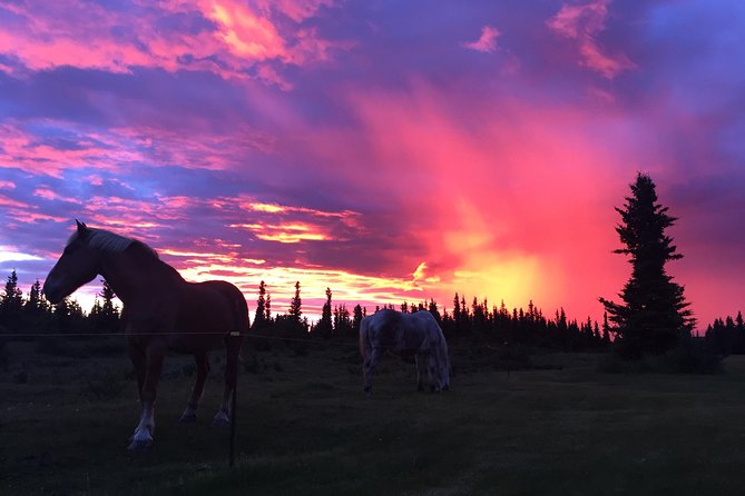 Horse-Drawn Covered Wagon Ride with Backcountry Dining - Wildlife and Nature Highlights