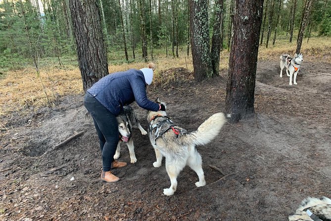 Husky Dog Sled/Bike Kart Ride in Latvia ~ 3h Group Tour From Riga - Optional Activities