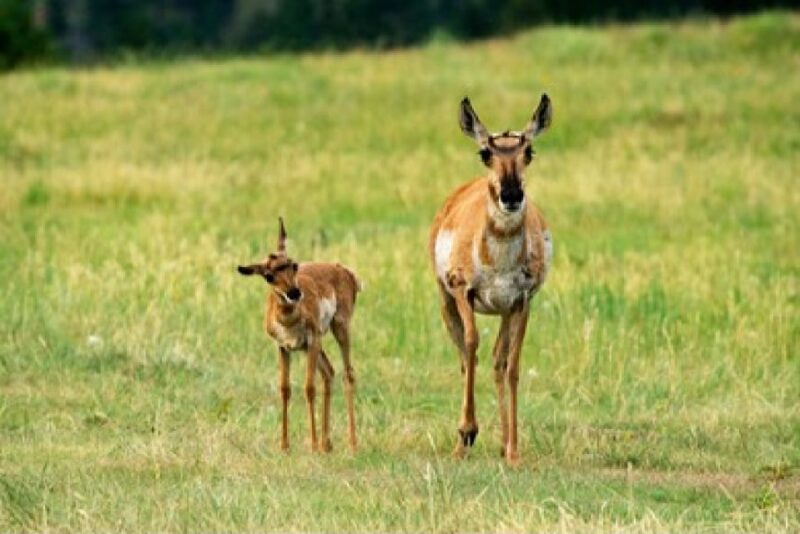 Jackson: Grand Teton National Park Guided Wildlife Tour - Why This Tour Excels for Travelers