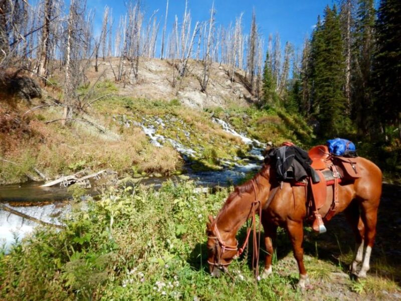 Jackson Hole: Bridger-Teton National Forest Horseback Ride - The Experience in Detail
