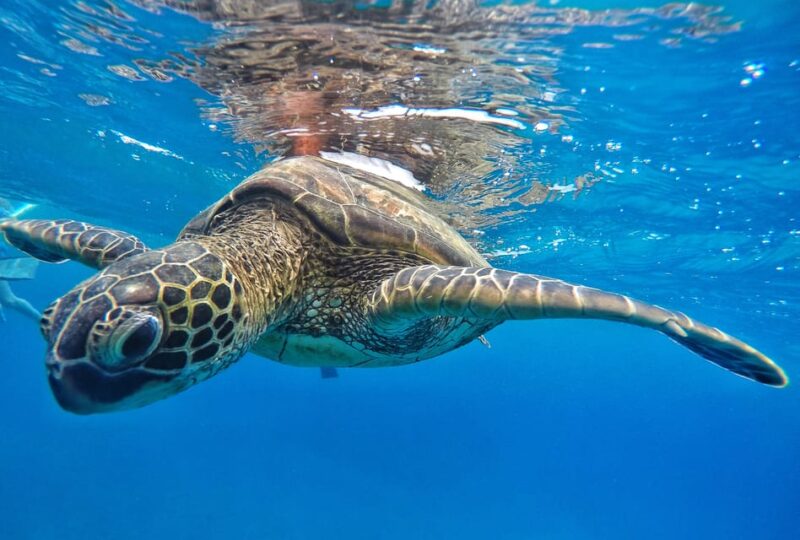 Ka'anapali Beach: Express Snorkel Trip - Final Thoughts