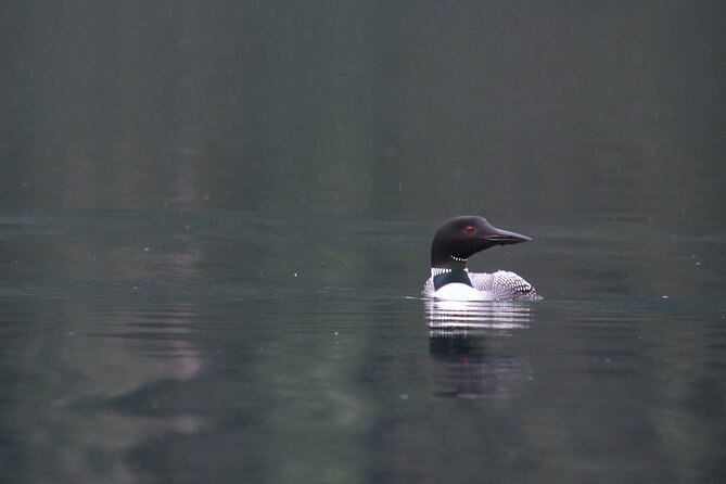 Kachemak Bay Wildlife Tour - Wildlife Encounters