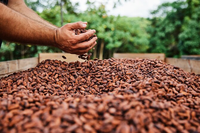 Kauai Chocolate Farm Tasting Tour - Tasting the Flavors of Kauai