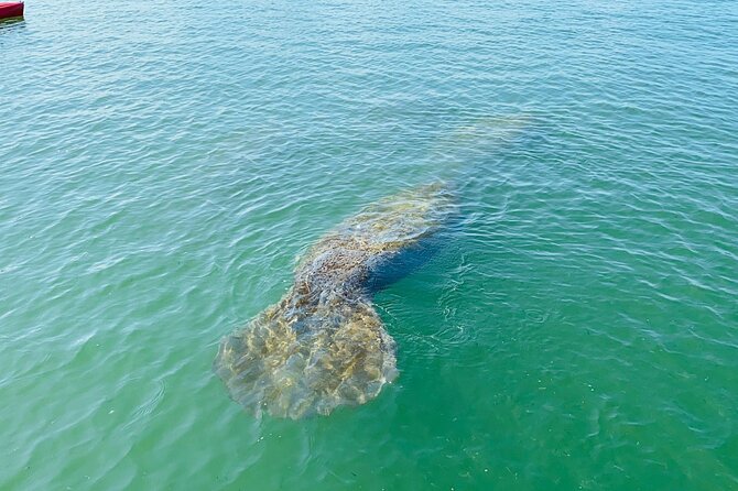 Kayak Tour Adventure Marco Island and Naples Florida - The Experience: What Travelers Are Saying