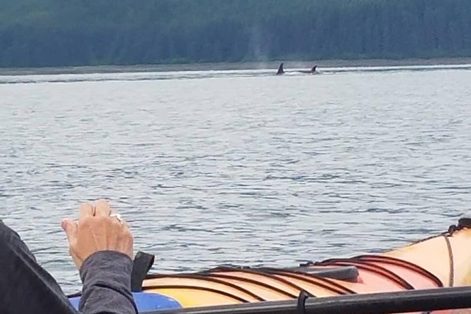 Kayak Tours - Practical Details and Value