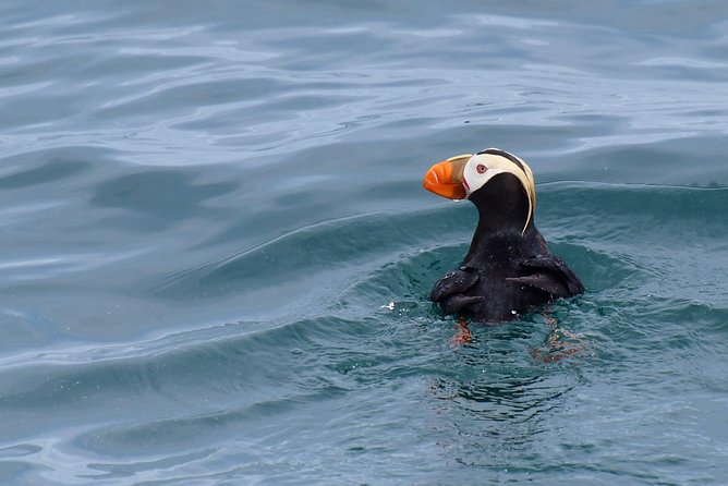 Kenai Fjords Orca Quest Cruise - Inclusions and Amenities