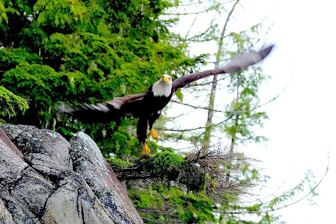 Ketchikan Electric Bike and Rain Forest Hike Ecotour - Summing Up: Who Will Love This Tour?