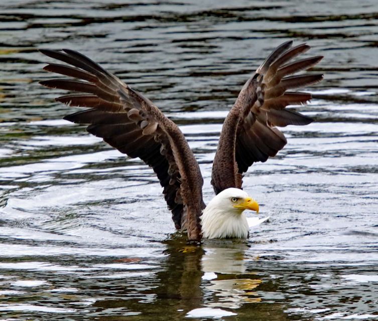 Ketchikan: Totem Pole, Wildlife & City Trolley Tour - FAQs