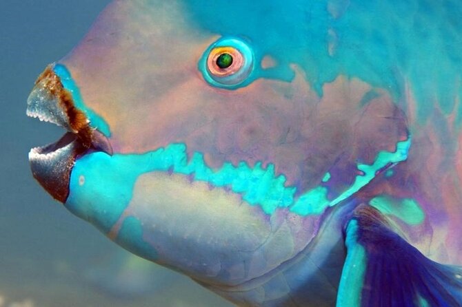 Key Largo Snorkeling Trips & Sandbar Tours - Meeting and Pickup