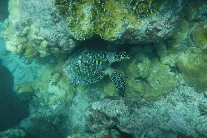 Key West Afternoon Reef Snorkeling with Open Bar - FAQ