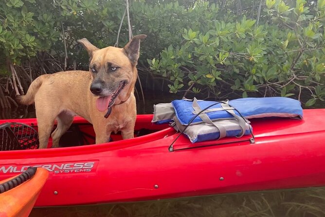 Key West Mangrove Kayak Eco Tour - The Sum Up: Is It Worth It?