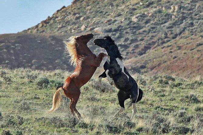 Kicking Red Canyon Wild Mustang Bus Tour Deals 5 PM In Cody - Final Thought