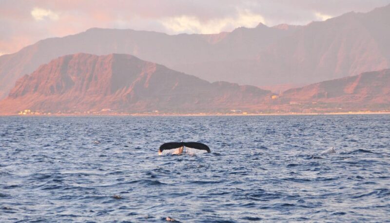 Ko Olina: Captain's Sunset + Tasting - Who Is This Tour Best For?