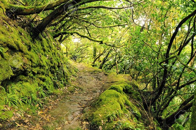 La Gomera Day Trip From Tenerife - Discovering the Historical Torre Del Conde Park