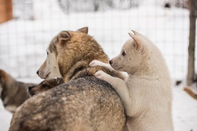 Lapland Husky Safari From Saariselkä - Customer Feedback and Experiences