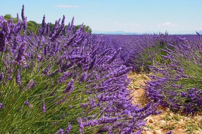 Lavender Fields Tour in Valensole From Marseille - Customer Feedback and Ratings