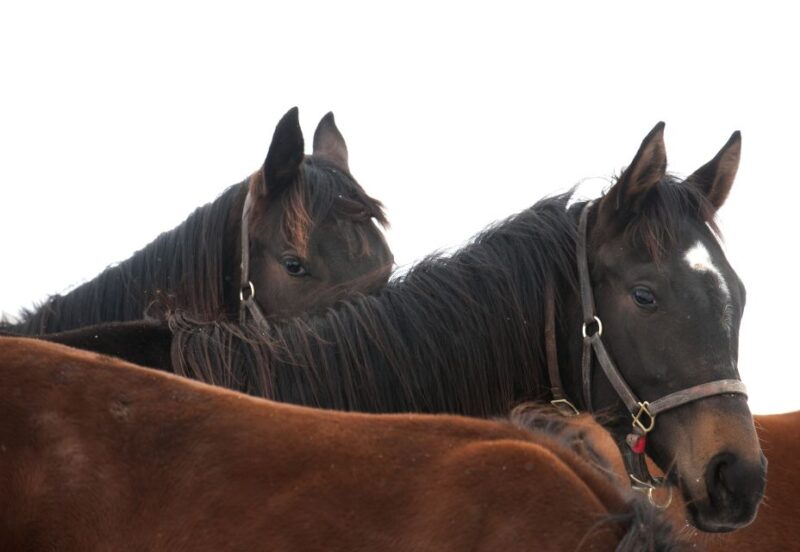 Lexington: Thoroughbred Horse Farm Tour and Scenic Bluegrass - What to Expect at Each Stop