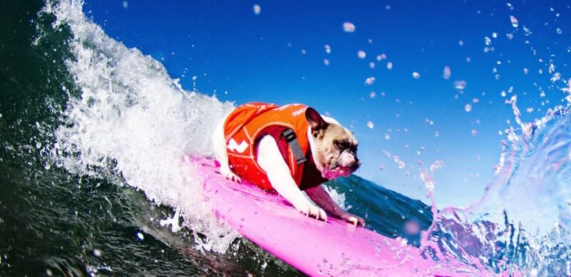Los Angeles: Surfing Lesson in Venice Beach - Who Will Love This Surfing Lesson?