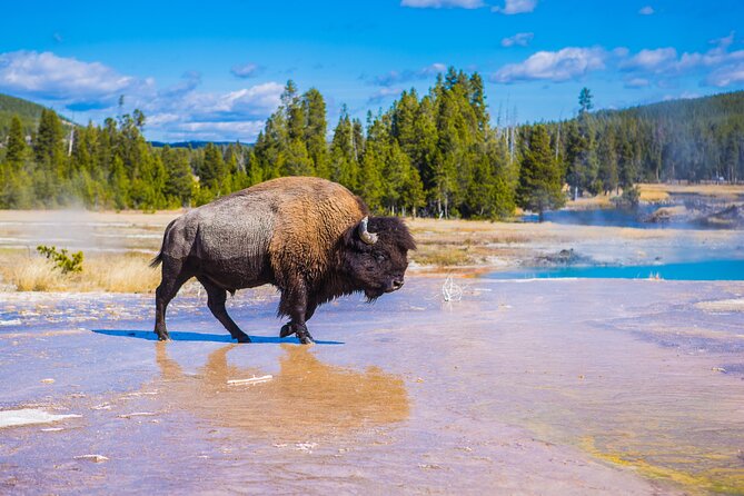 Lower Loop: Hot Springs & Geysers | West Yellowstone | PRIVATE - Guide Experience and Expertise